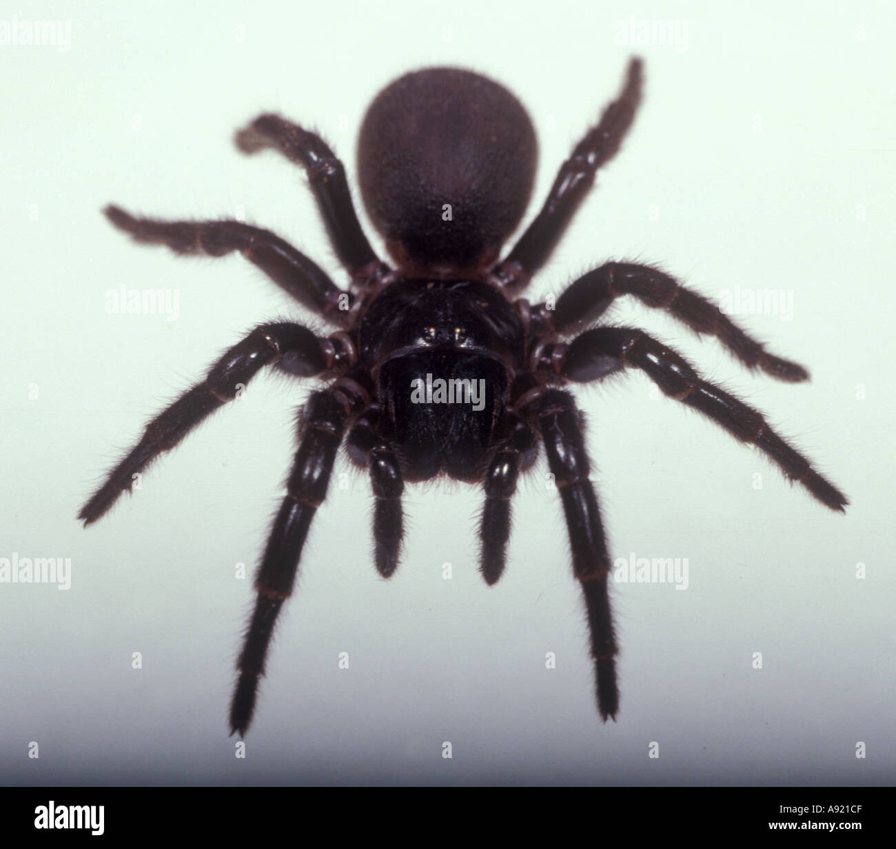 funnel web spider Stock Photo - Alamy