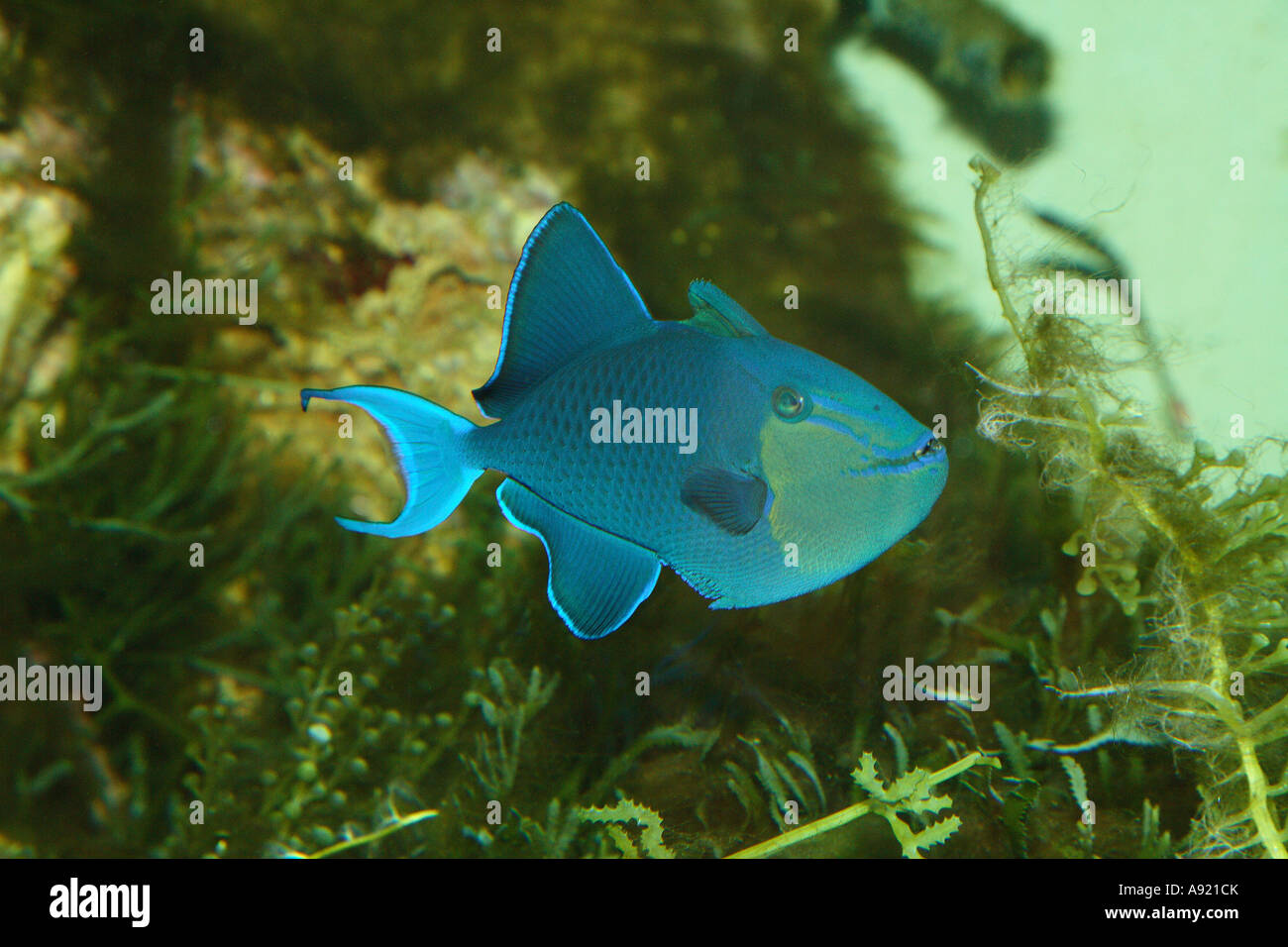 Redtoothed triggerfish odonus niger hi-res stock photography and images ...