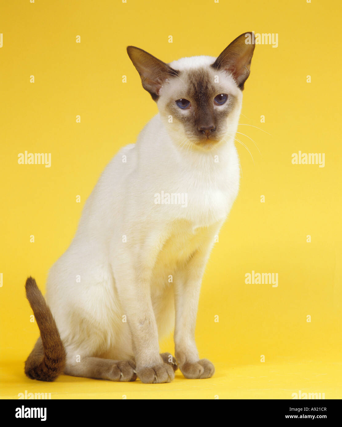 Siamese cat (sealpoint) - sitting - cut out Stock Photo - Alamy