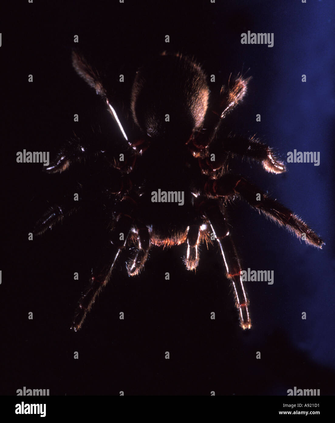 funnel web spider Stock Photo - Alamy