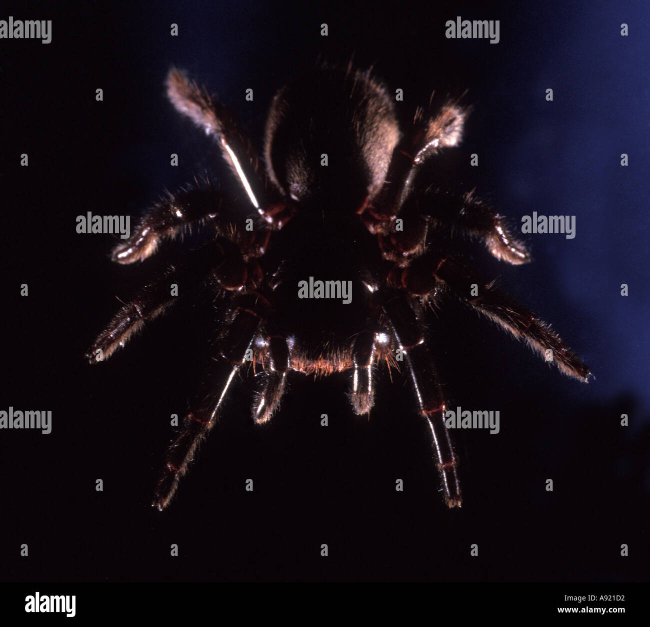 Tasmanian spider hi-res stock photography and images - Alamy