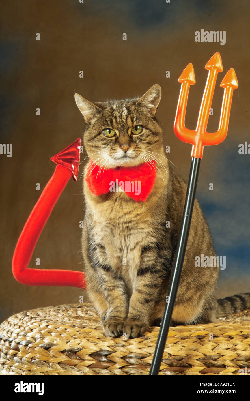 Domestic cat as devil hi-res stock photography and images - Alamy