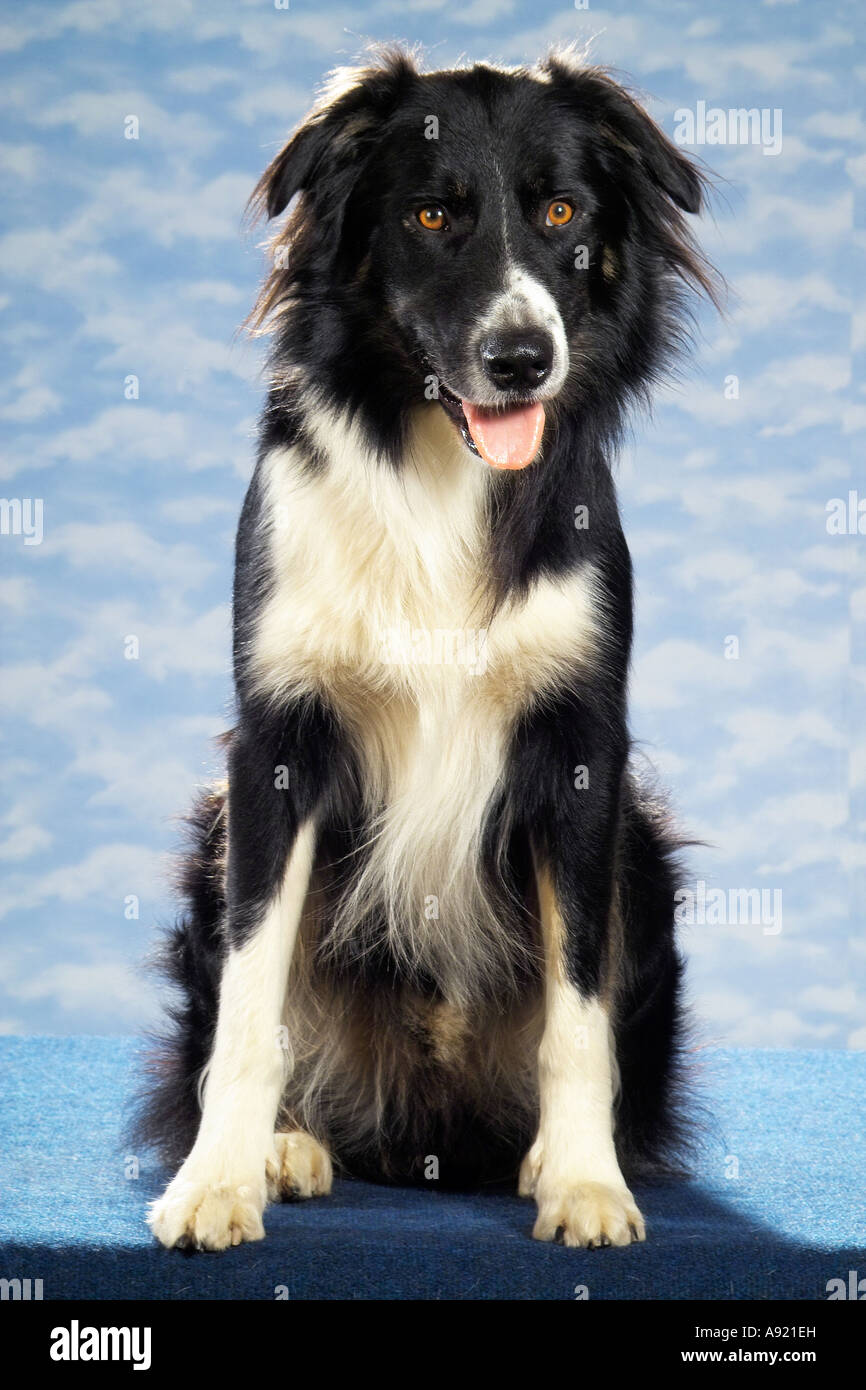 Border Collie - sitting - cut out Stock Photo - Alamy