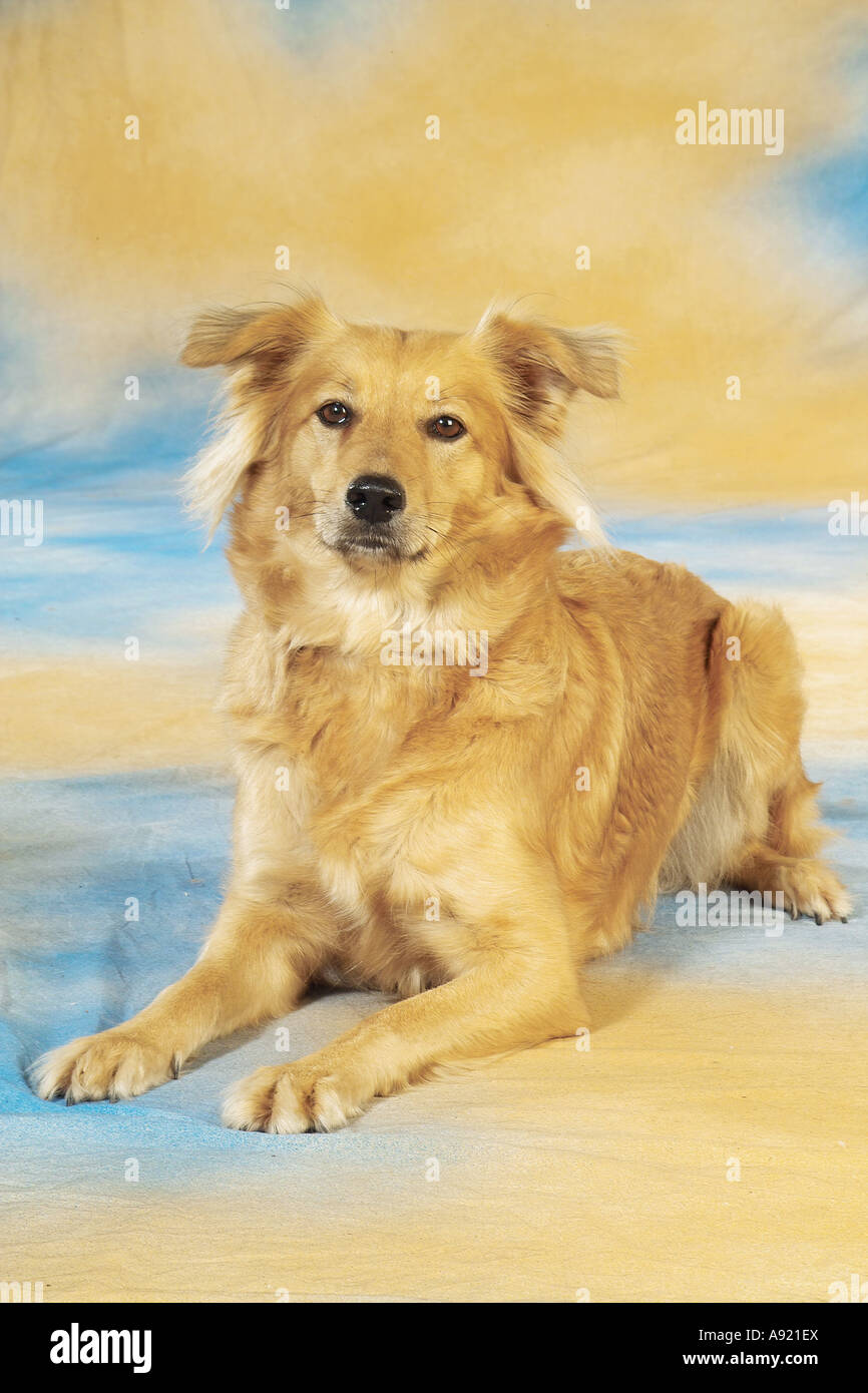 half breed dog - lying - cut out Stock Photo - Alamy