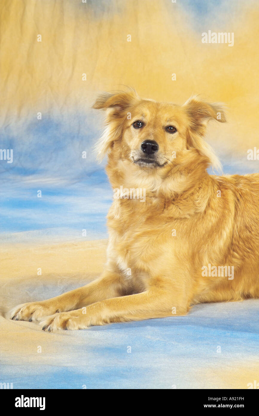 half breed dog - lying - cut out Stock Photo - Alamy