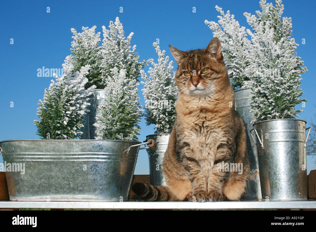 tabby domestic cat between buckets Stock Photo - Alamy