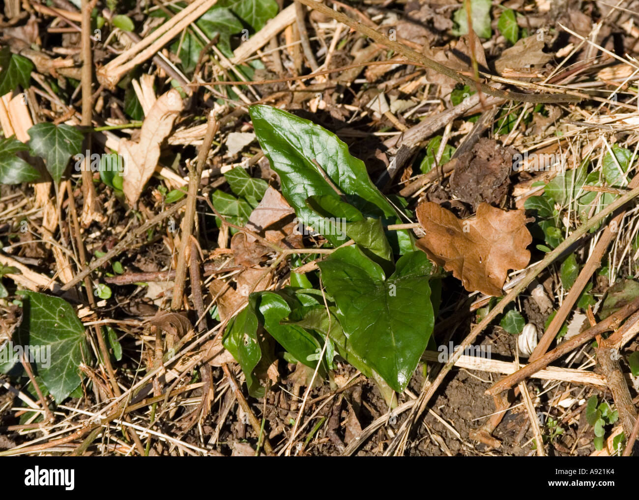 Lords & Ladies Stock Photo - Alamy