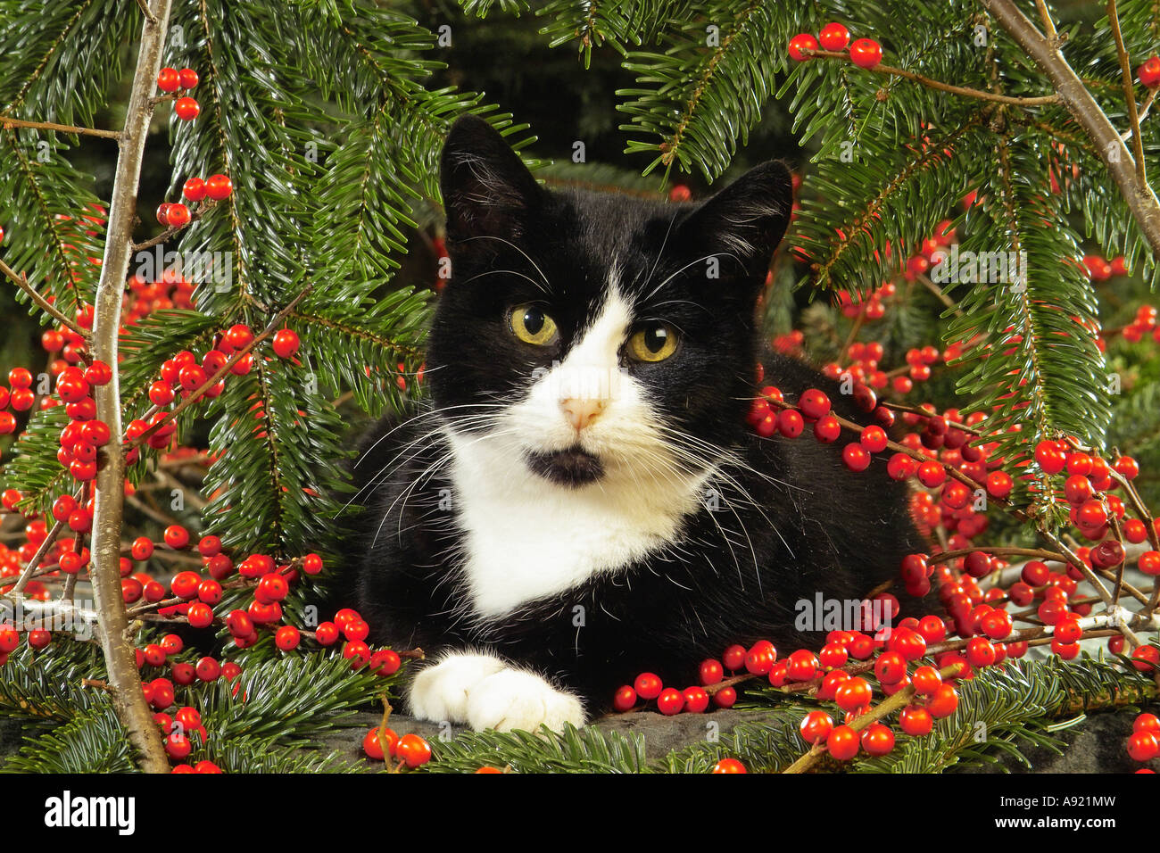 domestic cat between twigs Stock Photo - Alamy