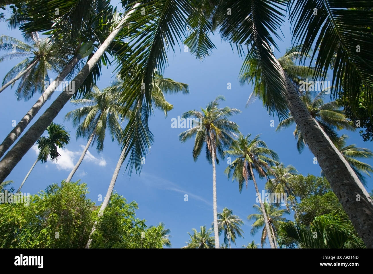 Thailand, Railay palm trees, Krabi Stock Photo - Alamy