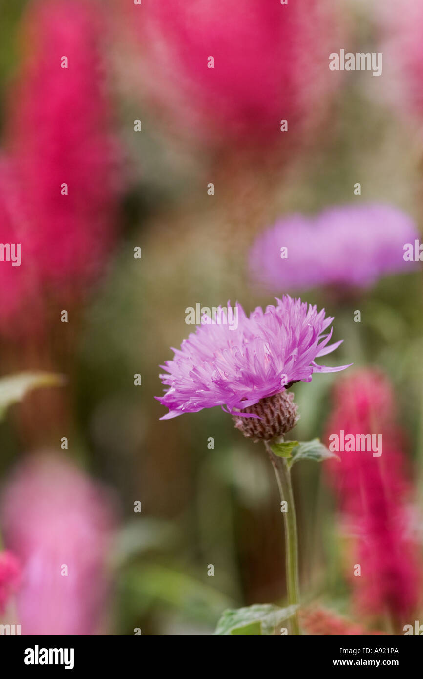 Purple Centaurea dealbata or cornflower at the national botanic gardens ...
