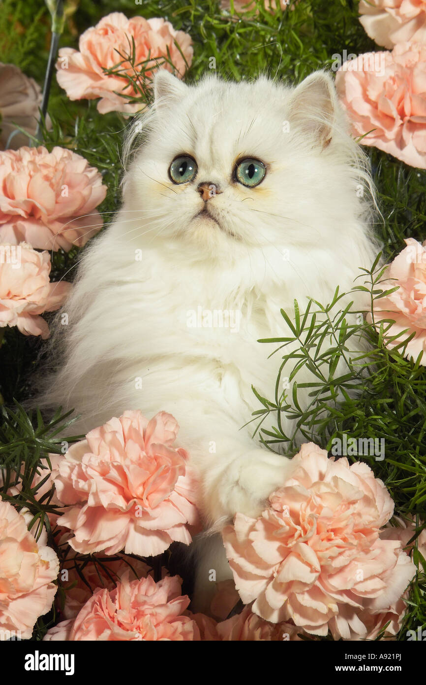 Persian cat. Kitten among carnation flowers Stock Photo - Alamy