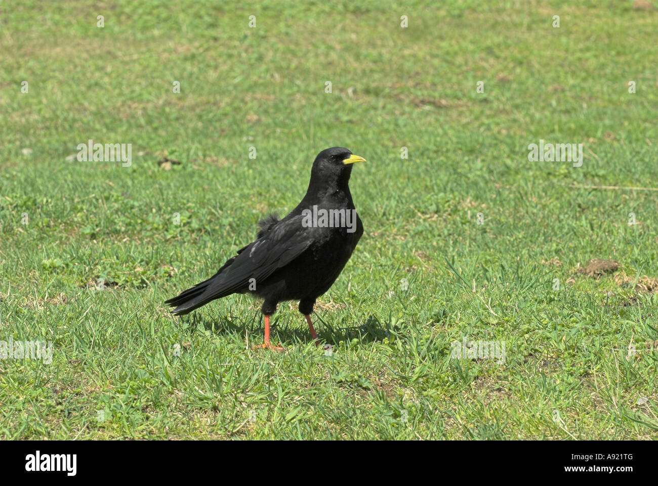 Alpine Chough Mannlichen Switzerland Stock Photo - Alamy