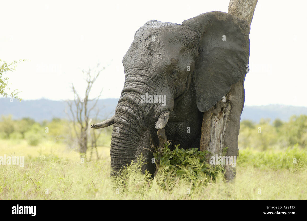 Standing scratches hi-res stock photography and images - Alamy