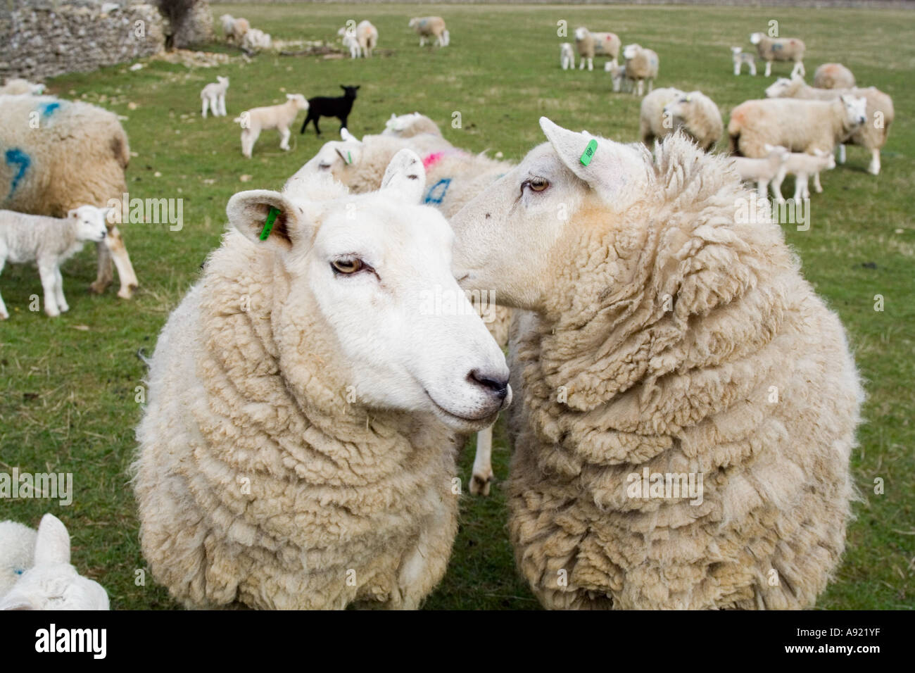 Chinese whispers hi-res stock photography and images - Alamy