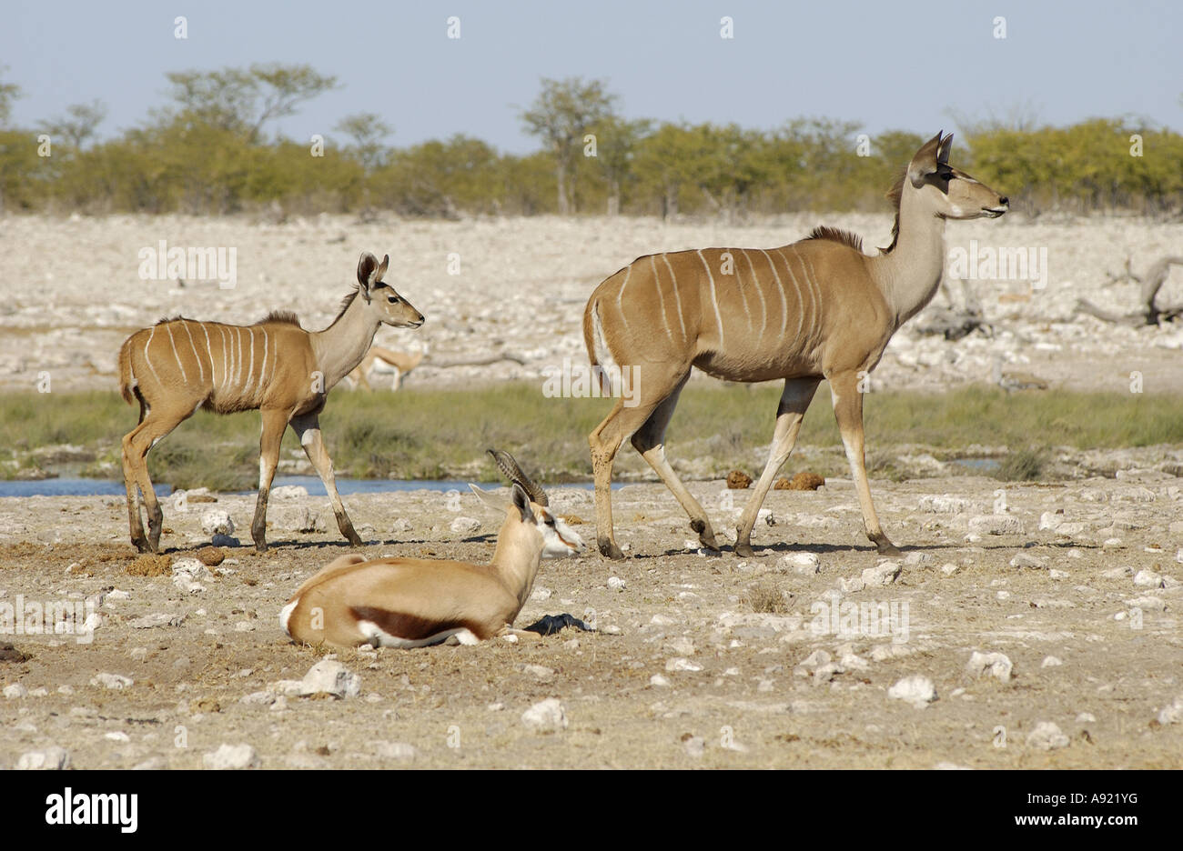 kudus and springbok Stock Photo - Alamy