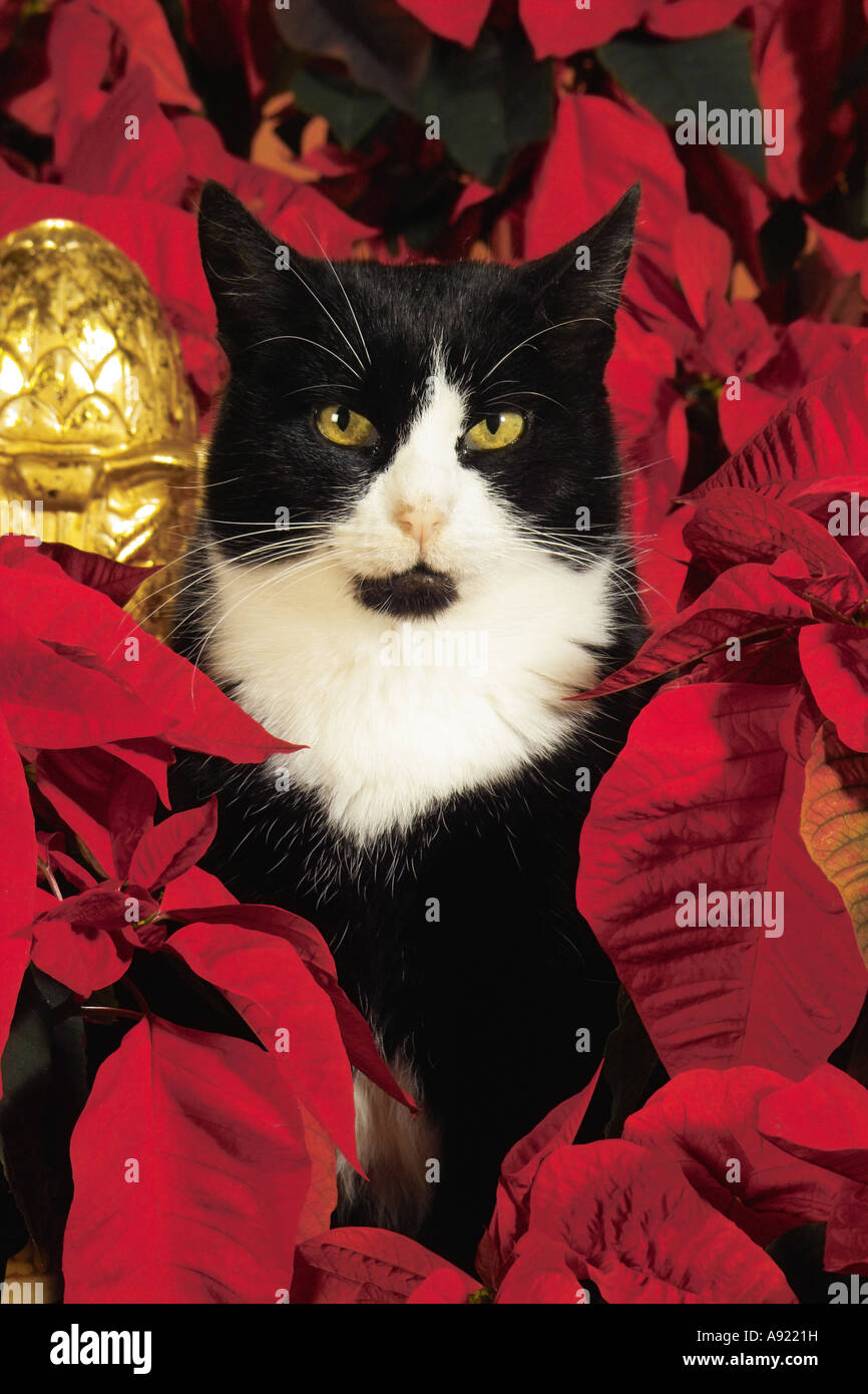 domestic cat between flowers Stock Photo - Alamy