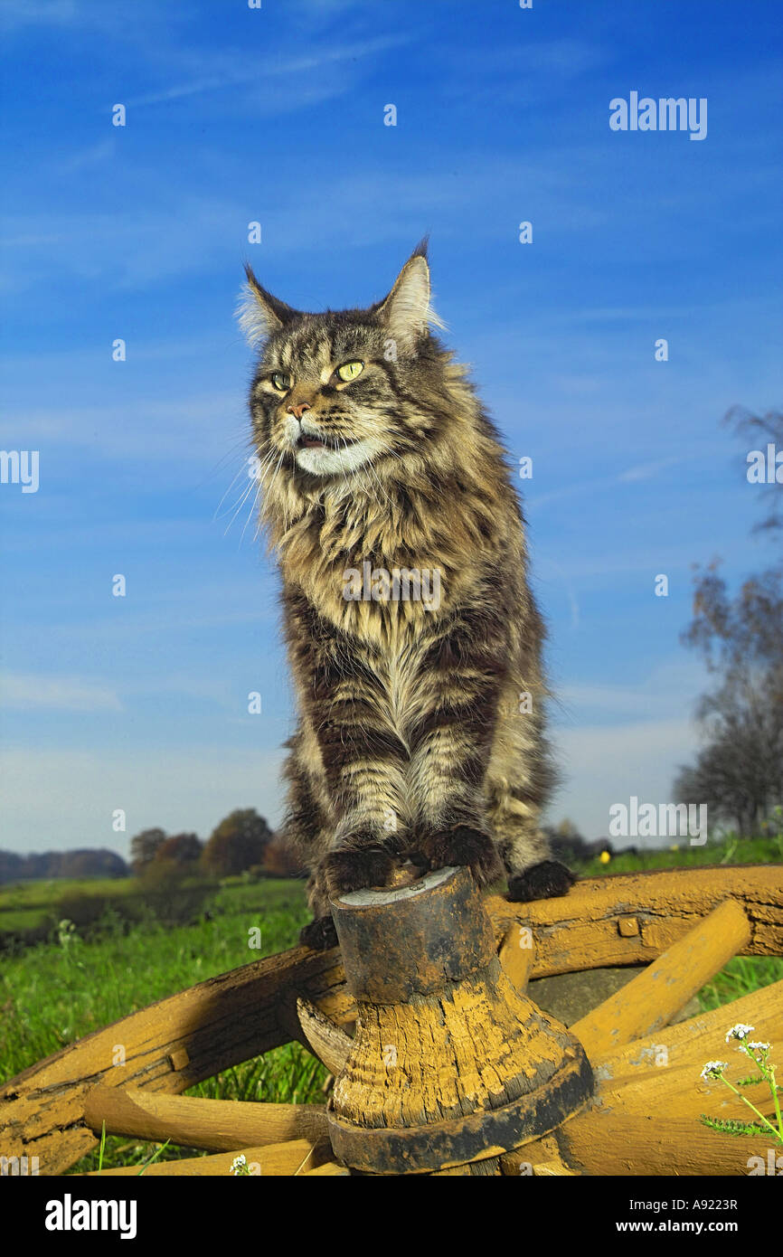 Maine Coon - standing on cartwheel Stock Photo - Alamy