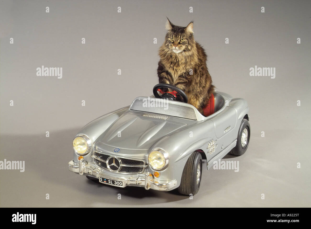 cat in car Stock Photo - Alamy