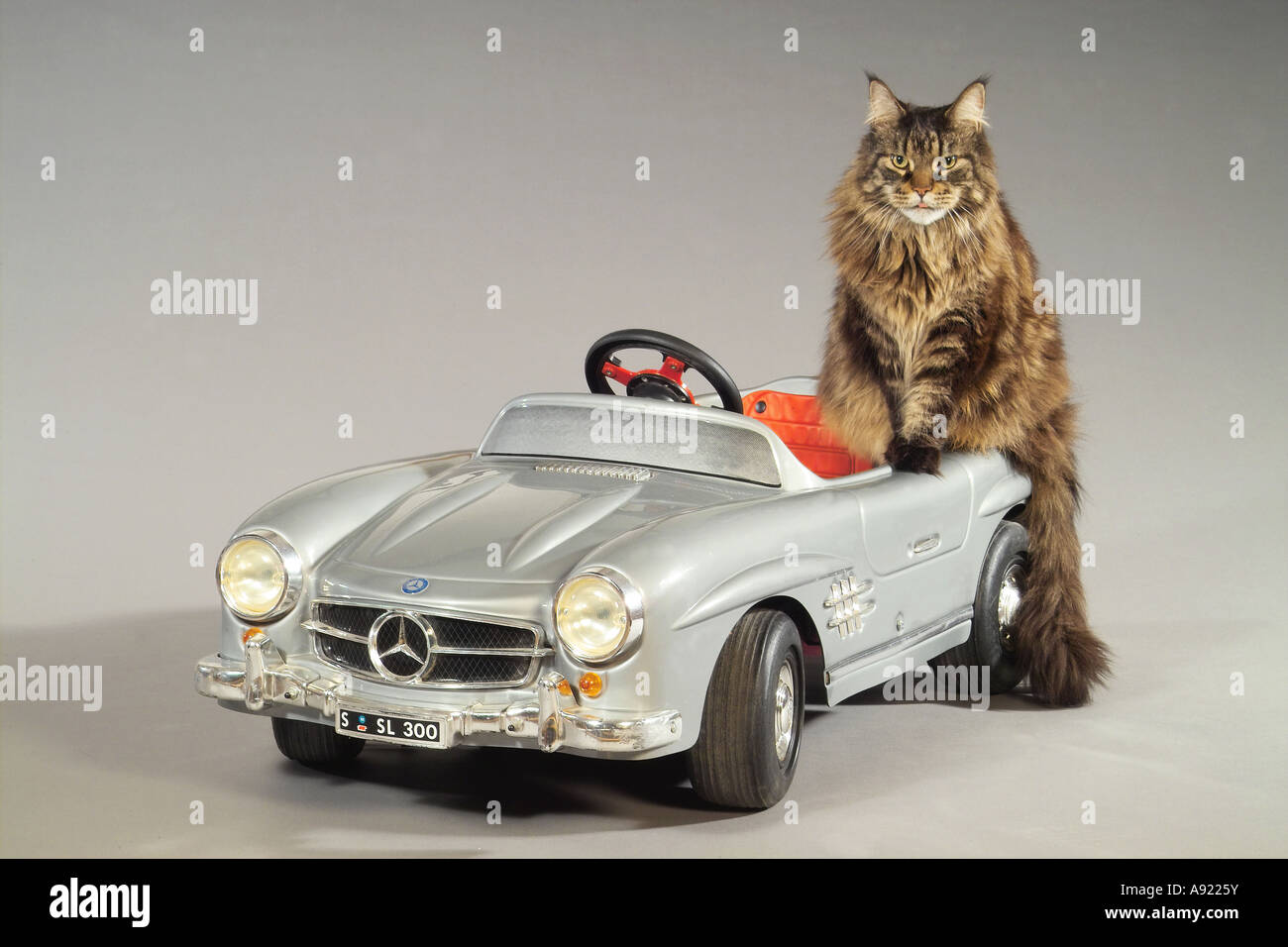 cat next to car Stock Photo - Alamy