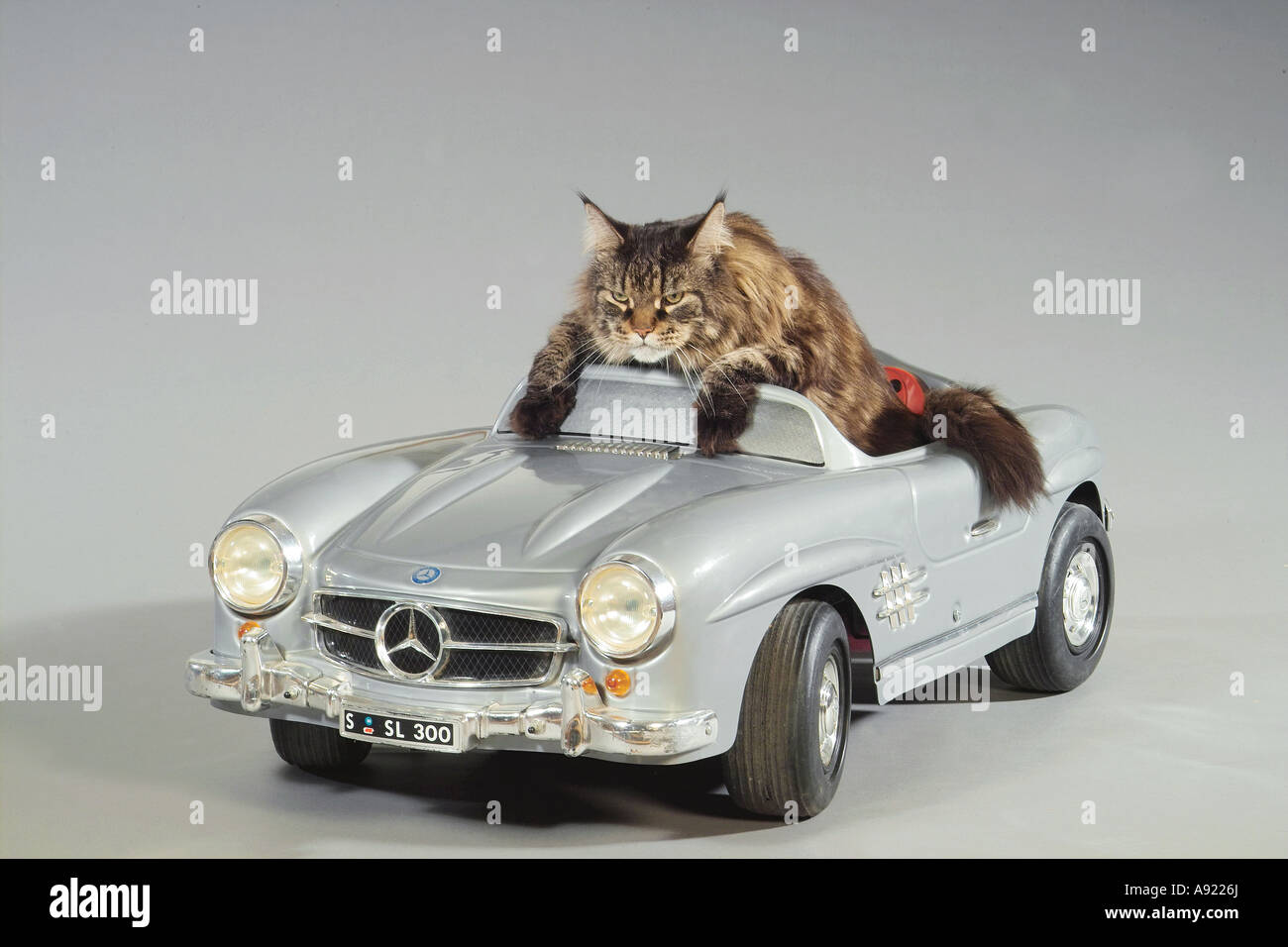 cat in car Stock Photo - Alamy