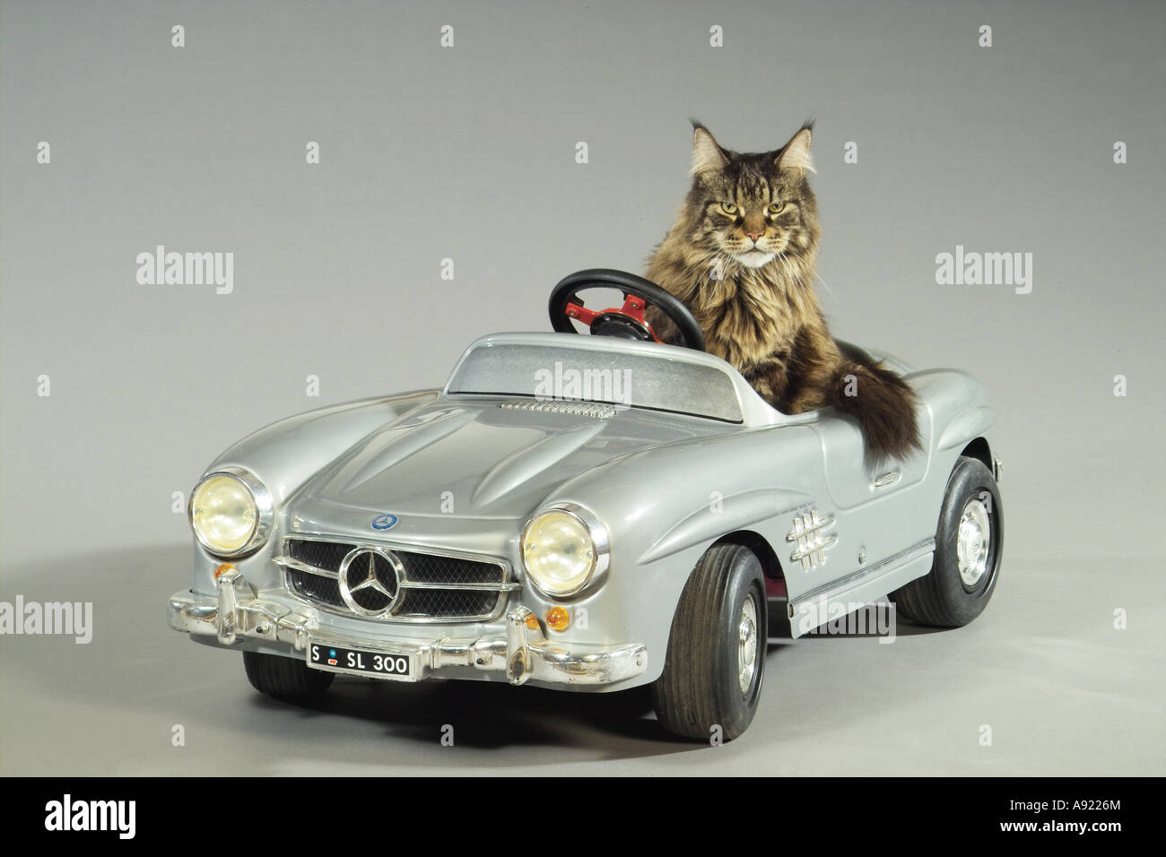 cat in car Stock Photo - Alamy