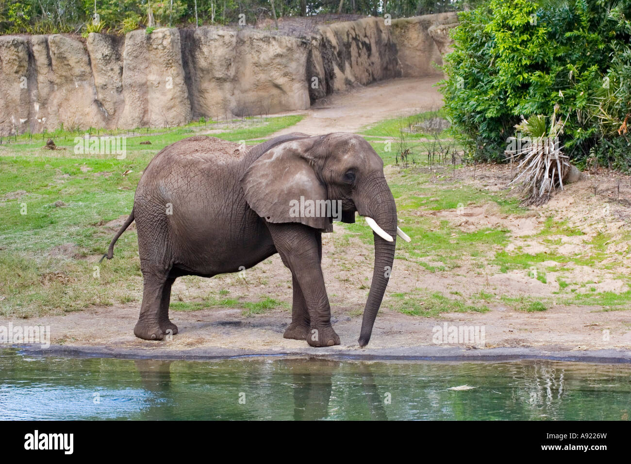Disney animal kingdom elephant hi-res stock photography and images - Alamy