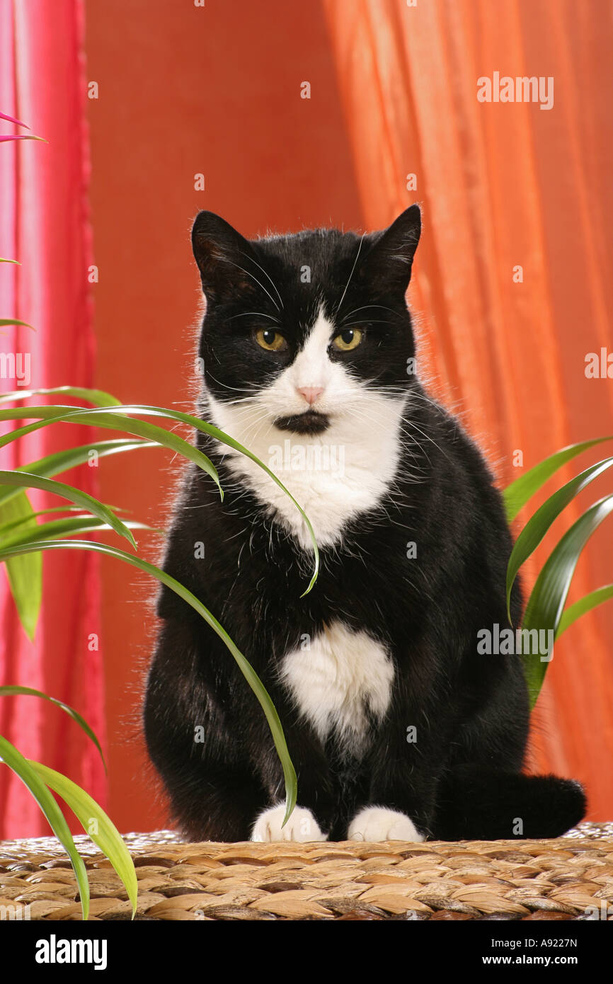 domestic cat - sitting Stock Photo - Alamy