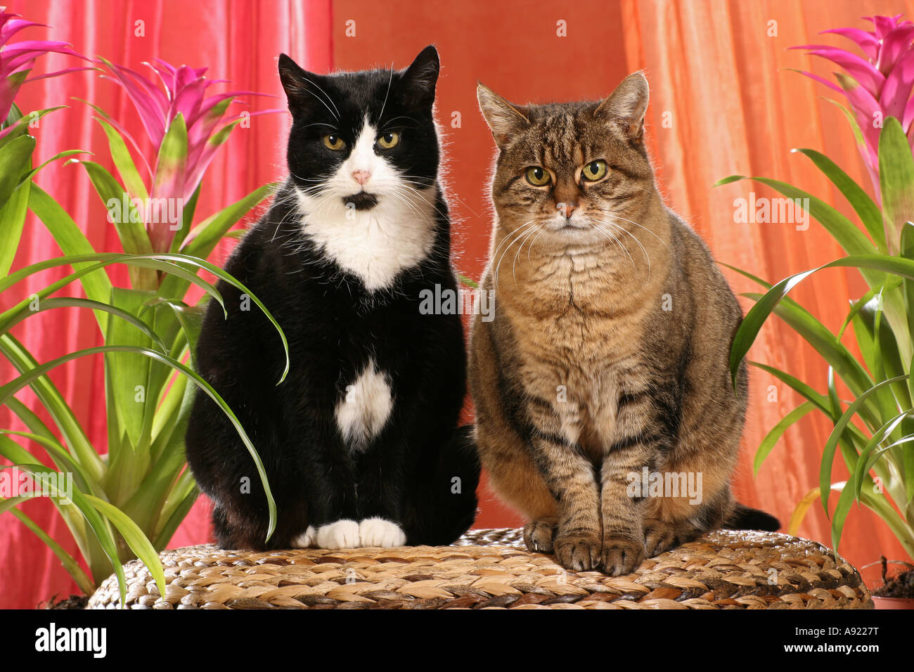 two domestic cats - sitting Stock Photo - Alamy