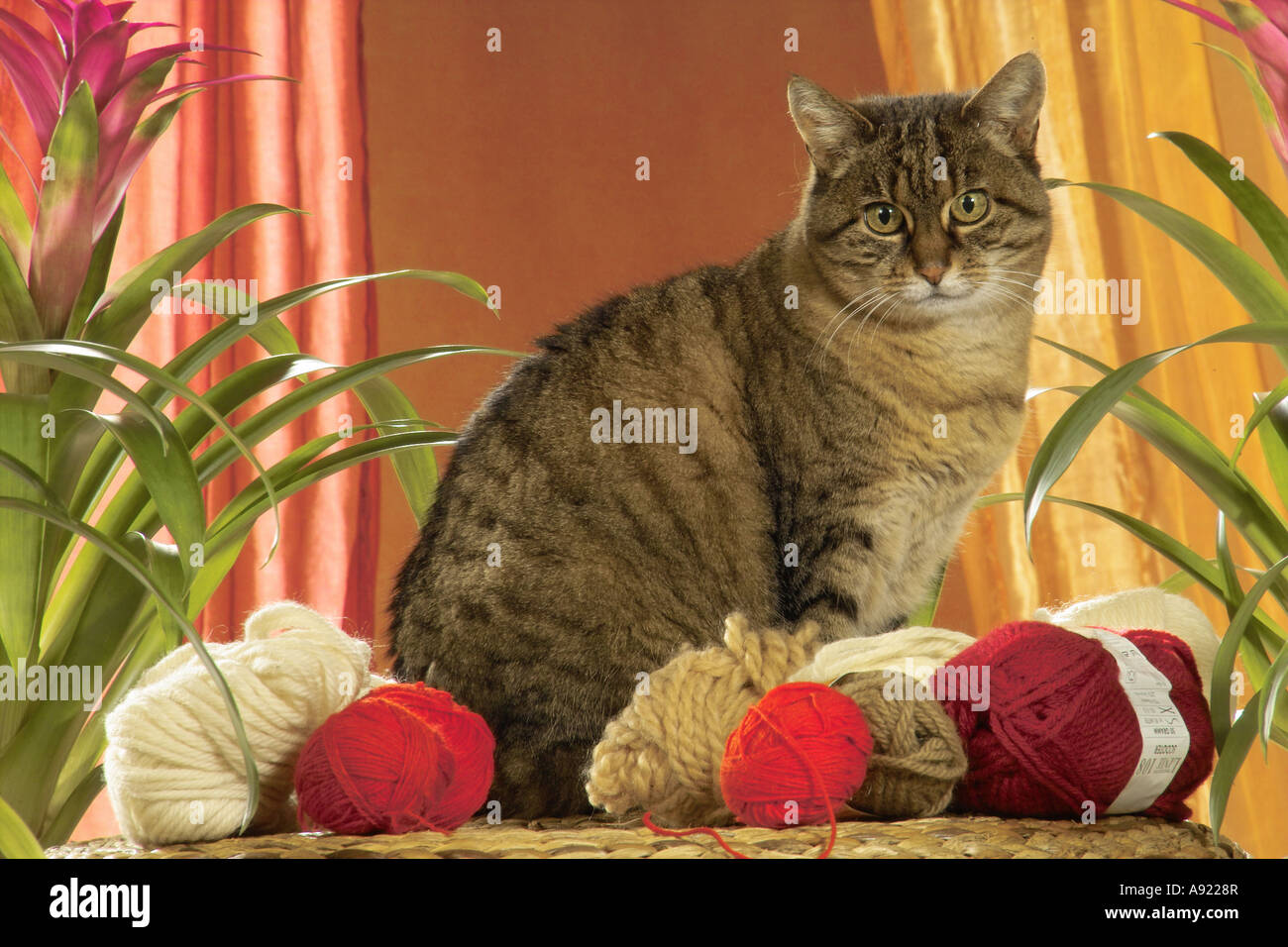 Wool ball cat hi-res stock photography and images - Alamy