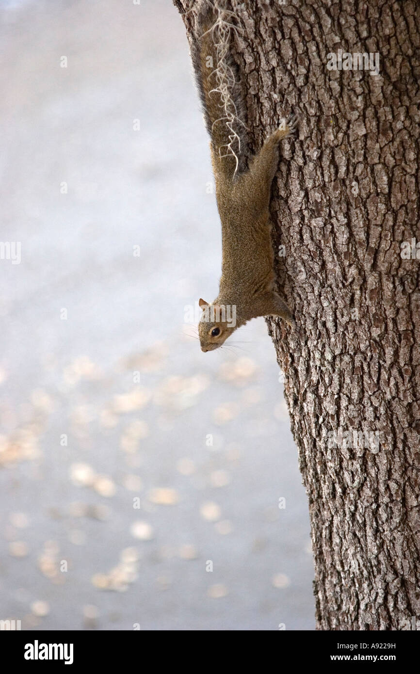 Ground squirrel coming down from a tree Stock Photo - Alamy