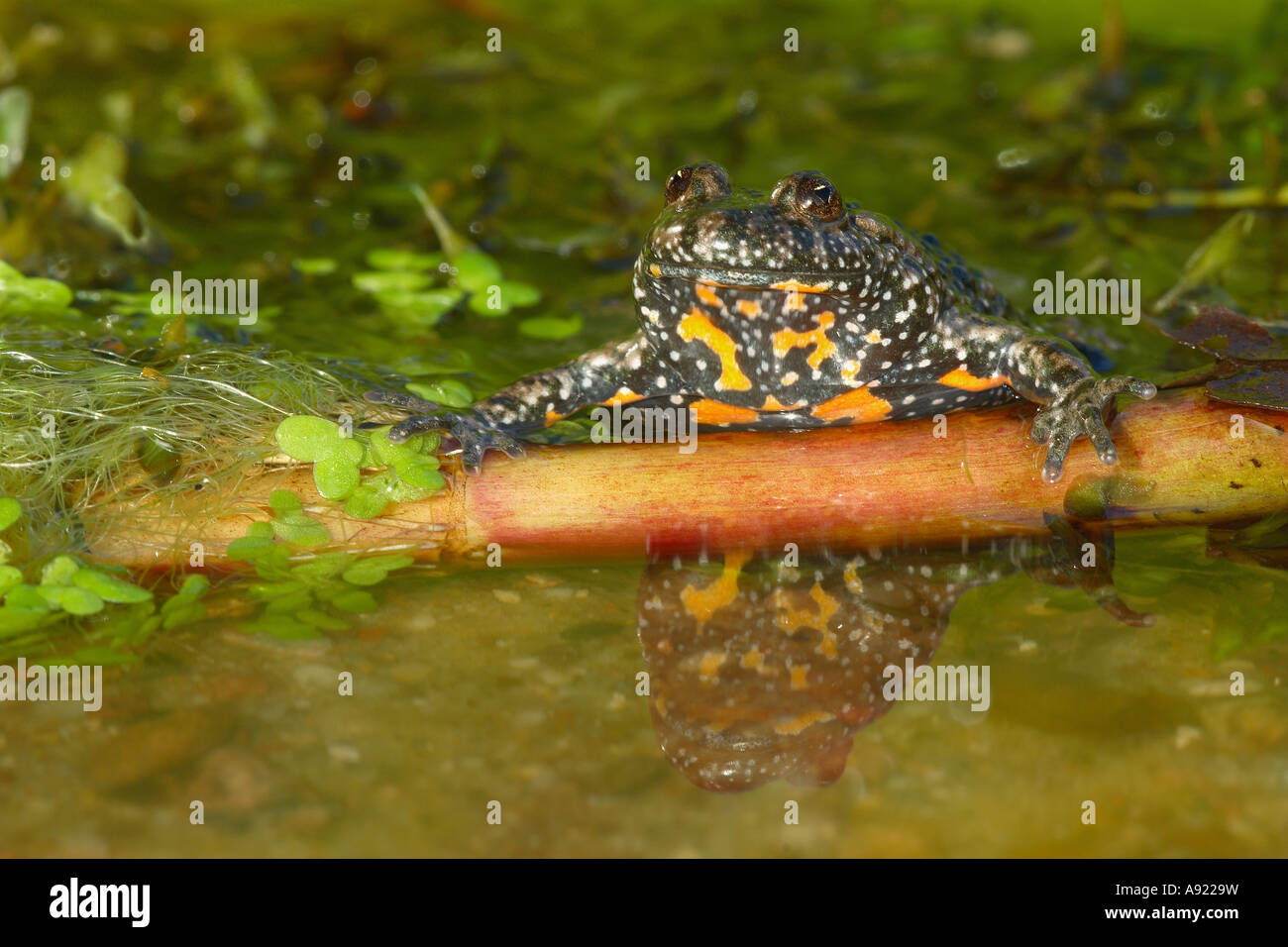 Fire-bellied toad (Bombina bombina) in water, showing warning colors ...