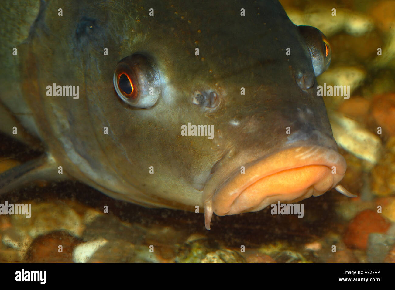 tench / Tinca tinca Stock Photo - Alamy