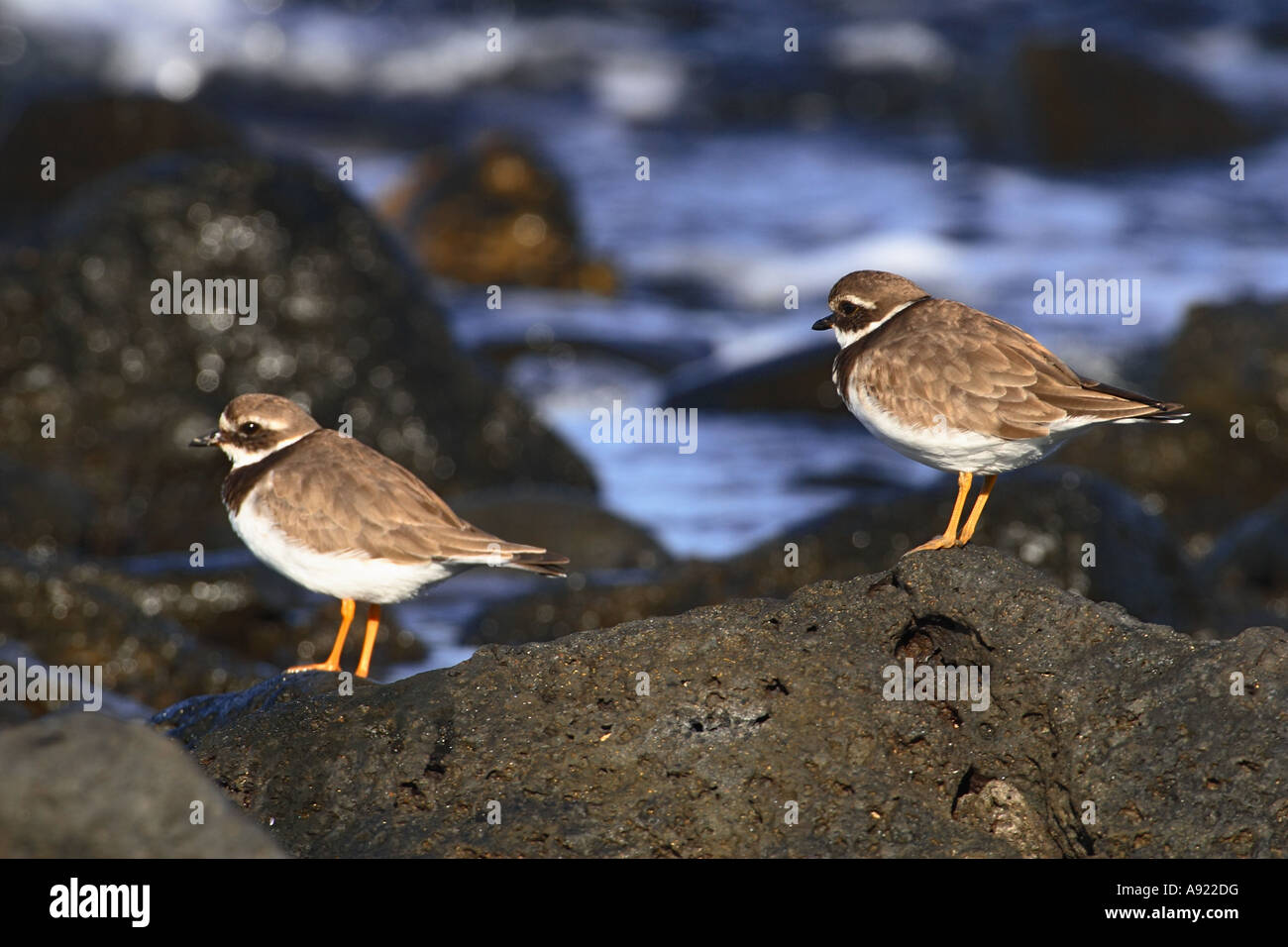 Two plovers stand hi-res stock photography and images - Alamy