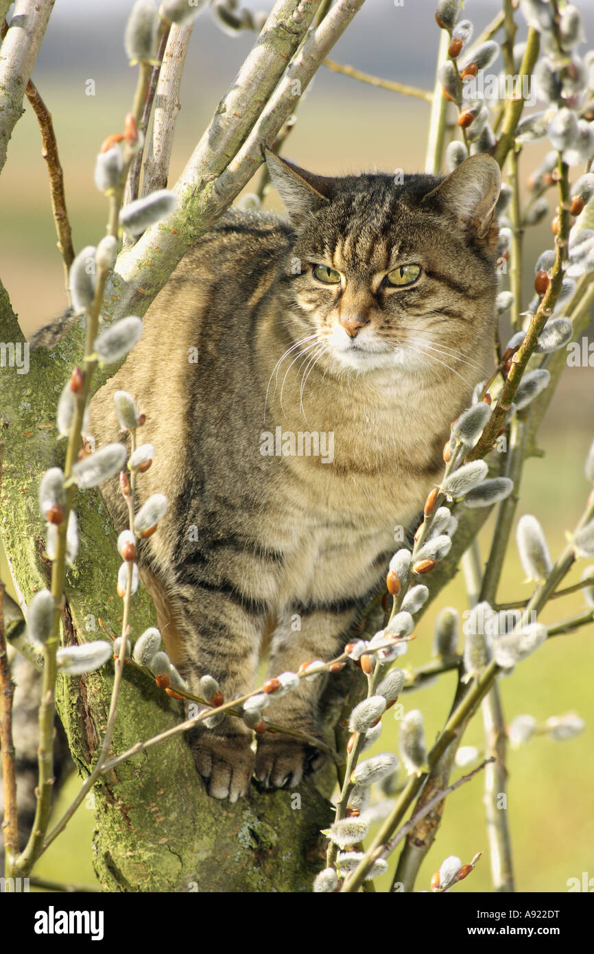 tabby domestic cat on tree Stock Photo - Alamy