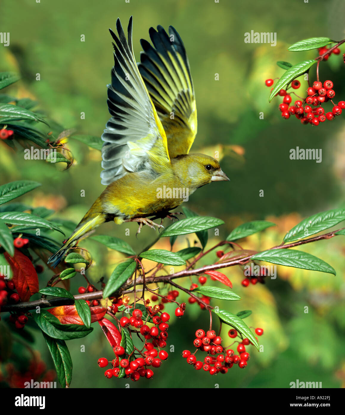 European greenfinch - flying / Carduelis chloris Stock Photo - Alamy