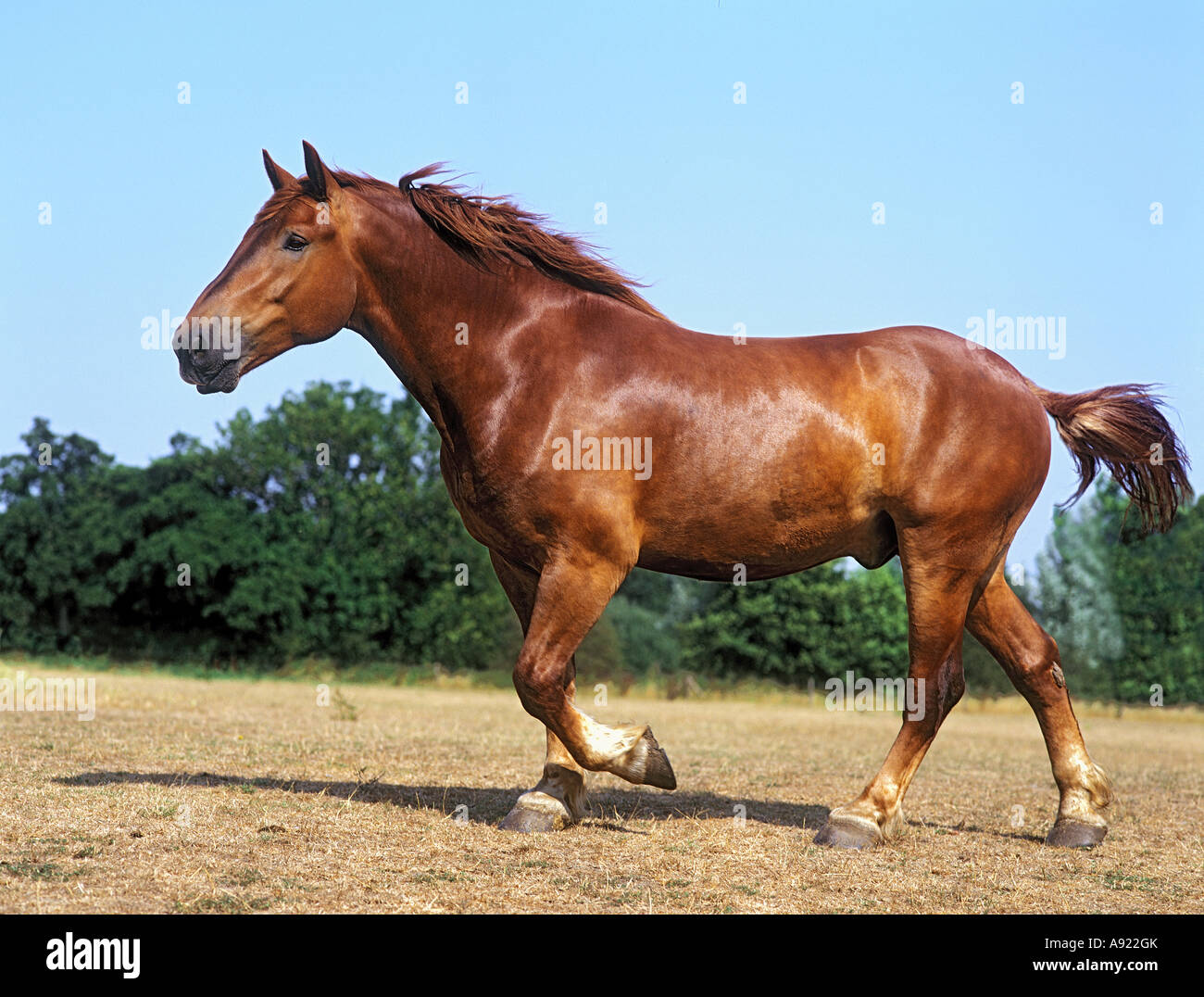 Suffolk Punch. Chestnut adult horse walking, seen side-on Stock Photo ...