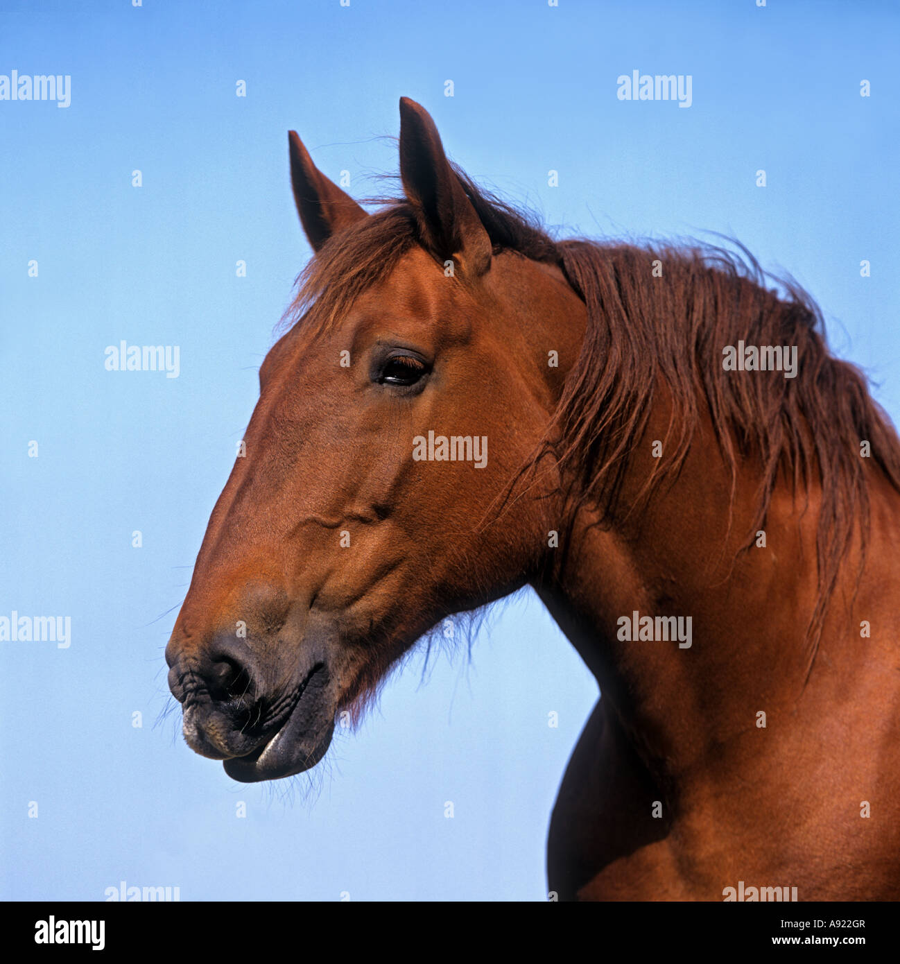 Suffolk Punch - portrait Stock Photo - Alamy