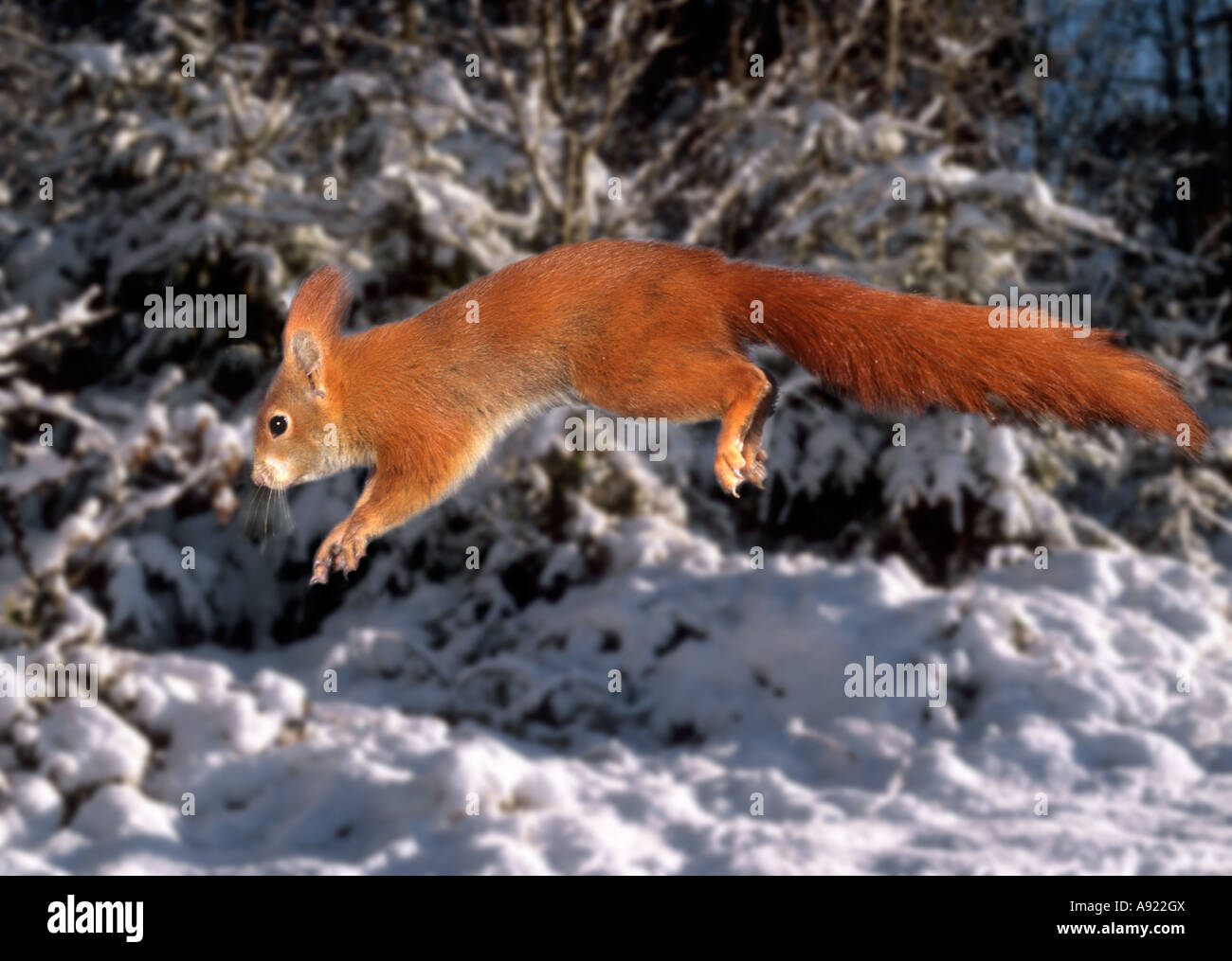 Red squirrel leaping hi-res stock photography and images - Alamy