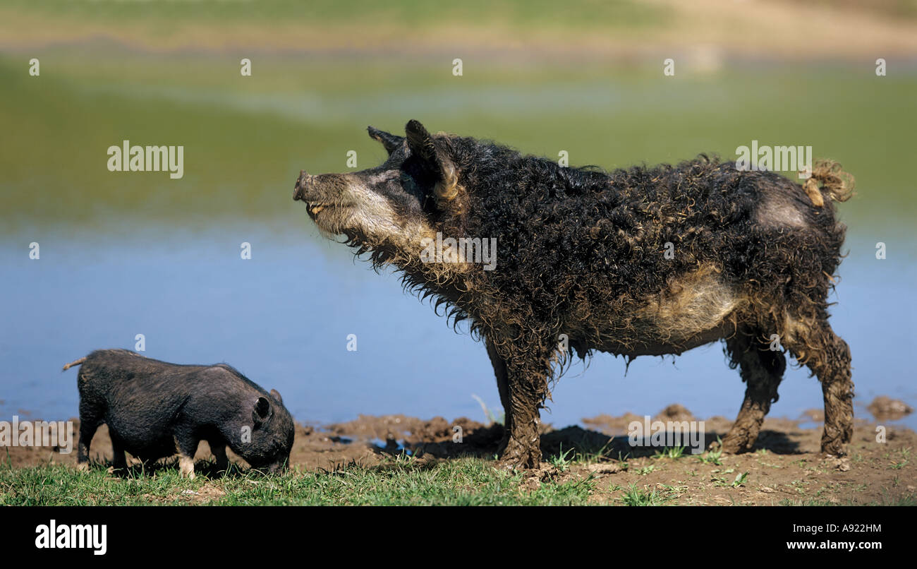 Mangalica pig and dwarf pot-bellied pig Stock Photo - Alamy