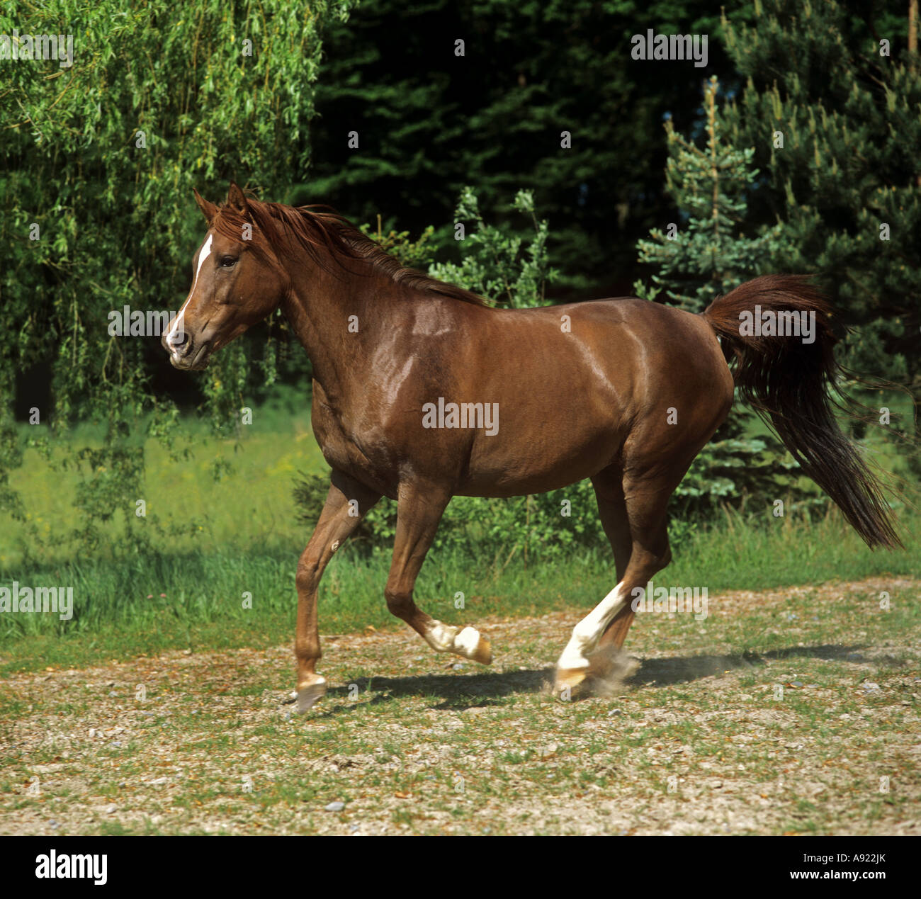 purebred Arab horse - galloping Stock Photo - Alamy