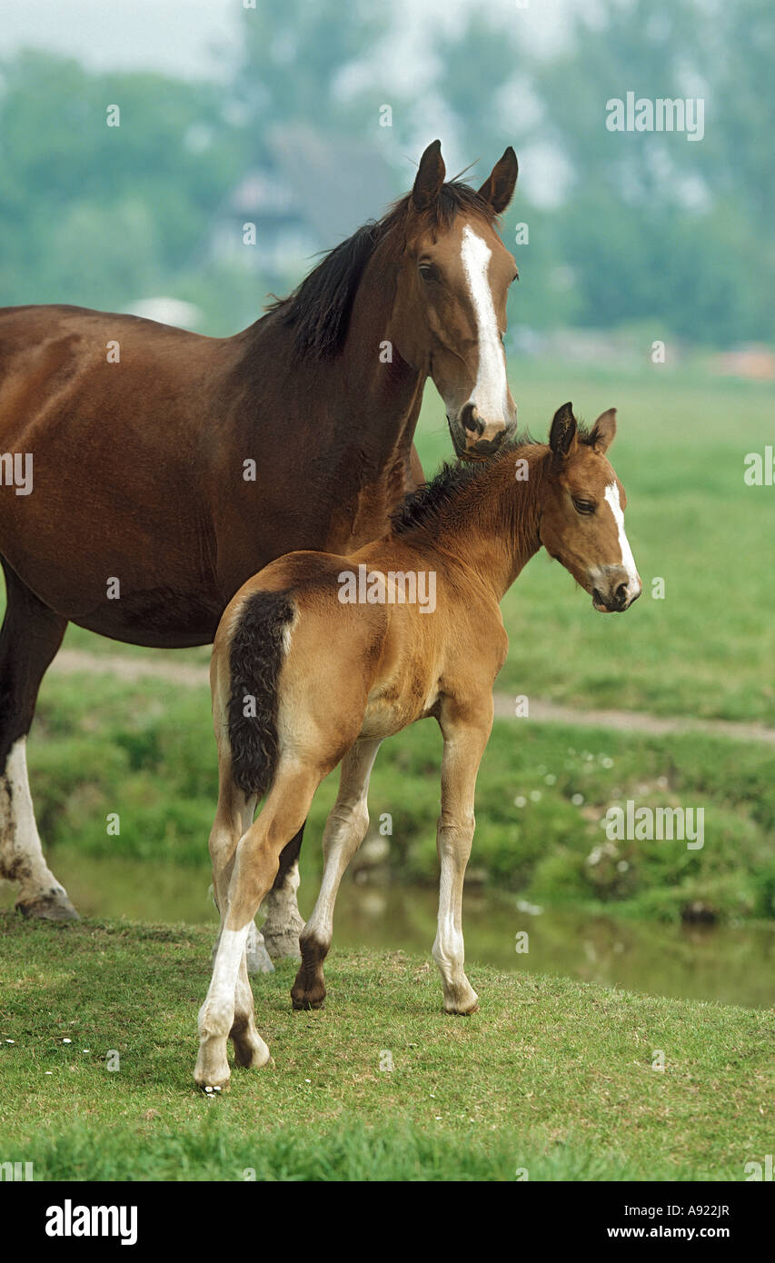 Gelderlander horse hi-res stock photography and images - Alamy