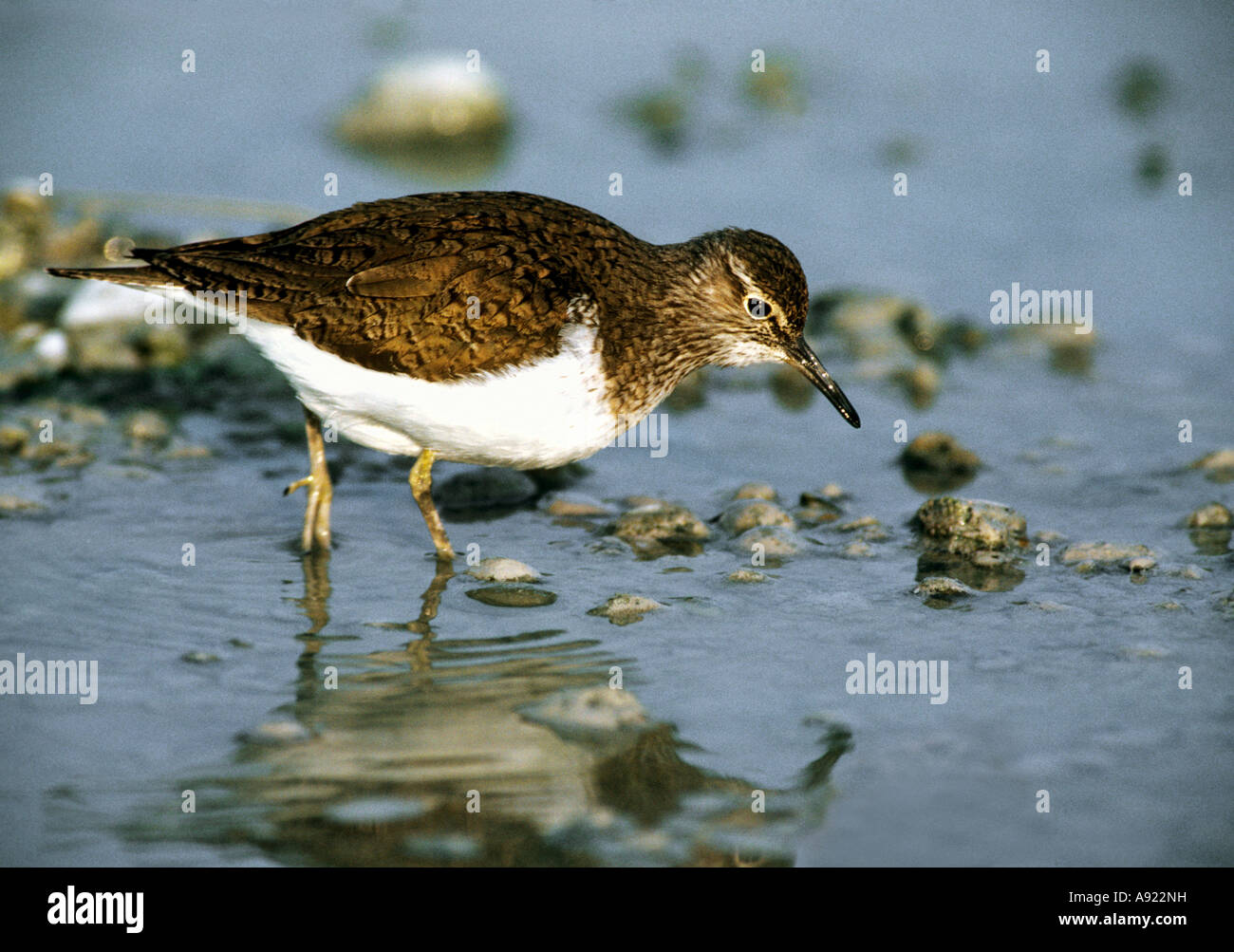 Common sandpiper - standing in water / Actitis hypoleucos Stock Photo ...