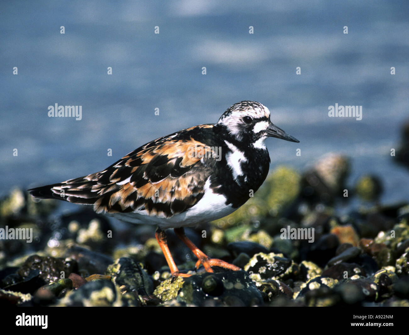 Ruddy Turnstone / Arenaria interpres Stock Photo - Alamy