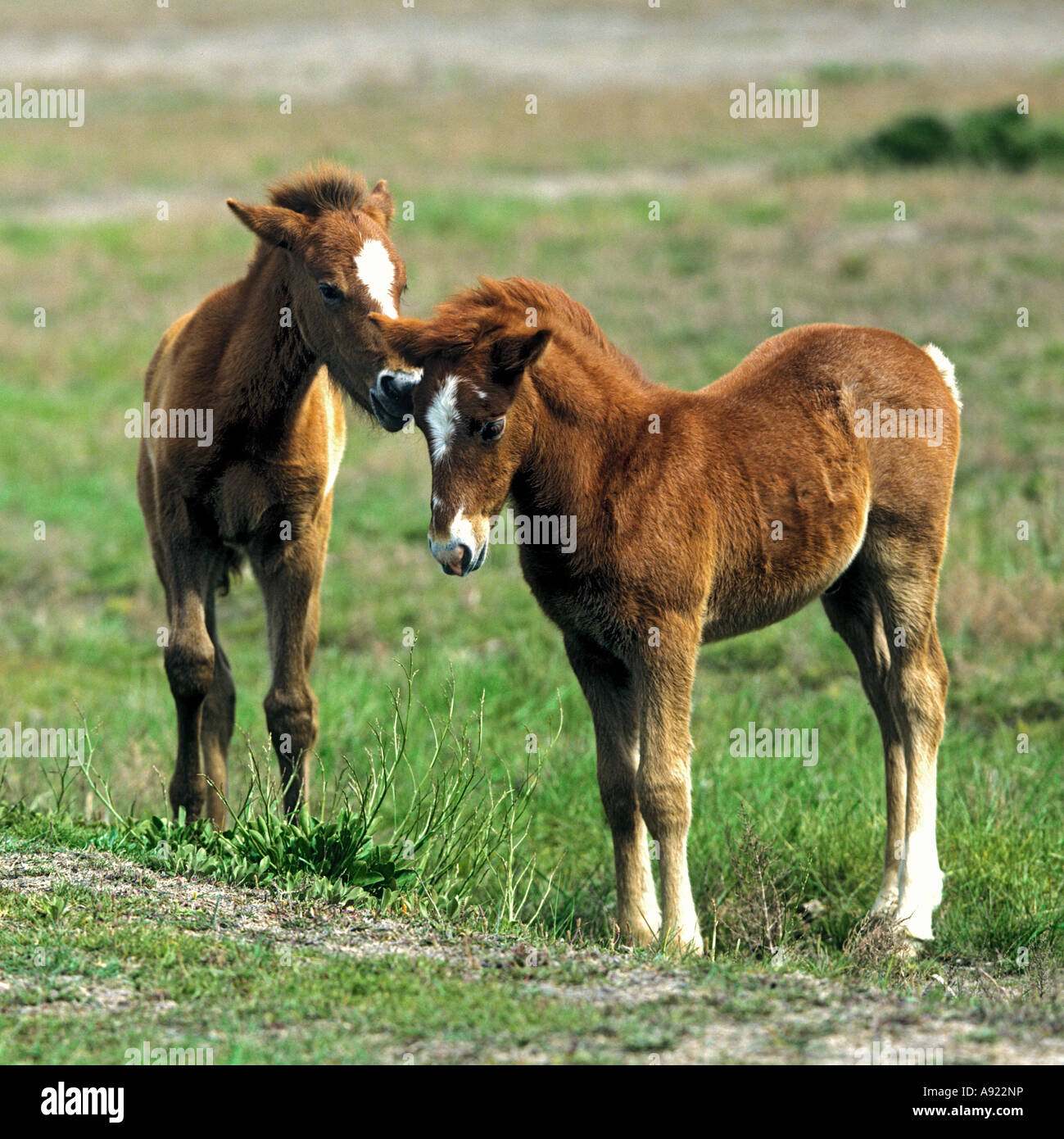 Camargue horse - two foals on meadow Stock Photo - Alamy