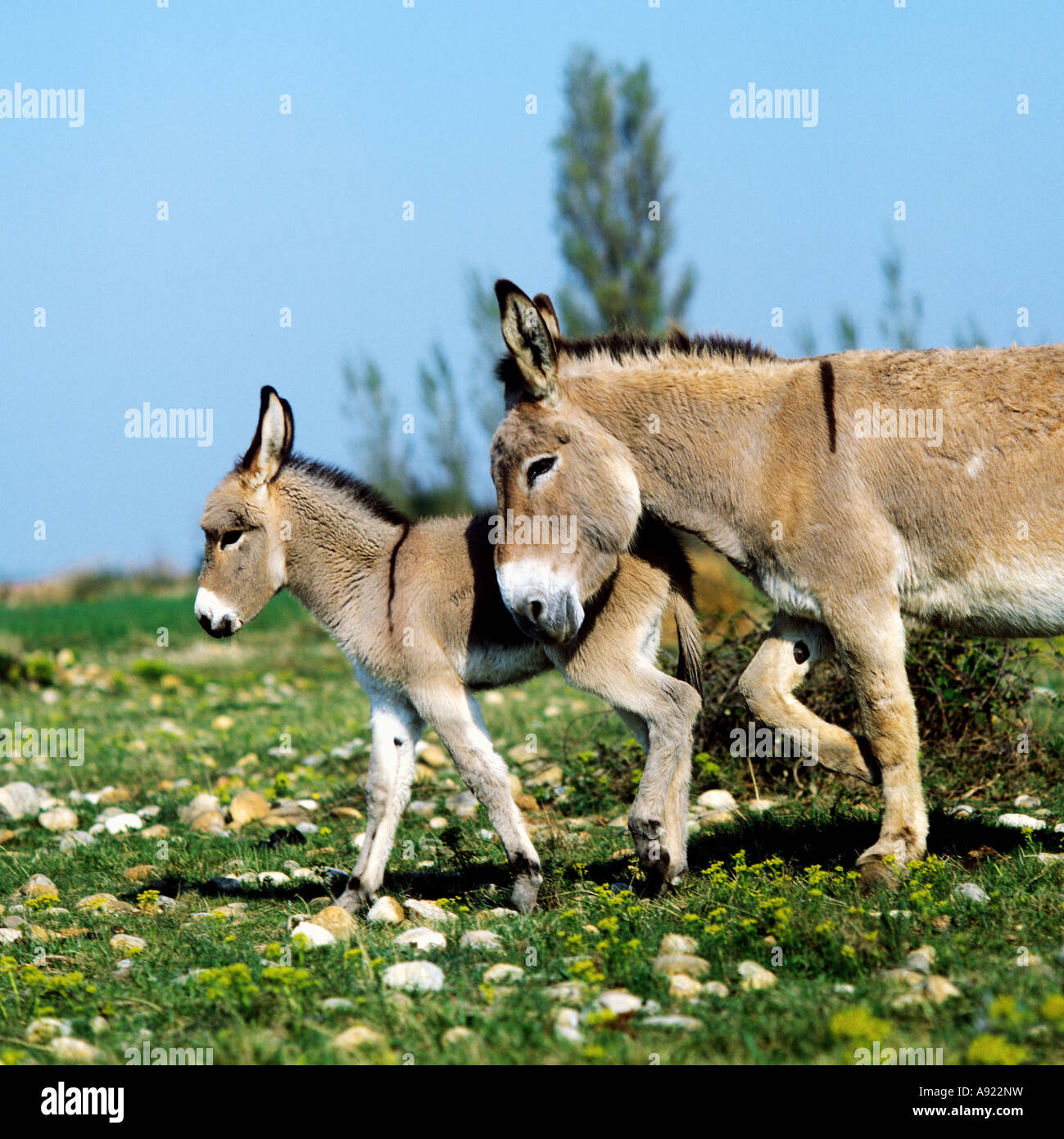 donkey with foal Stock Photo - Alamy