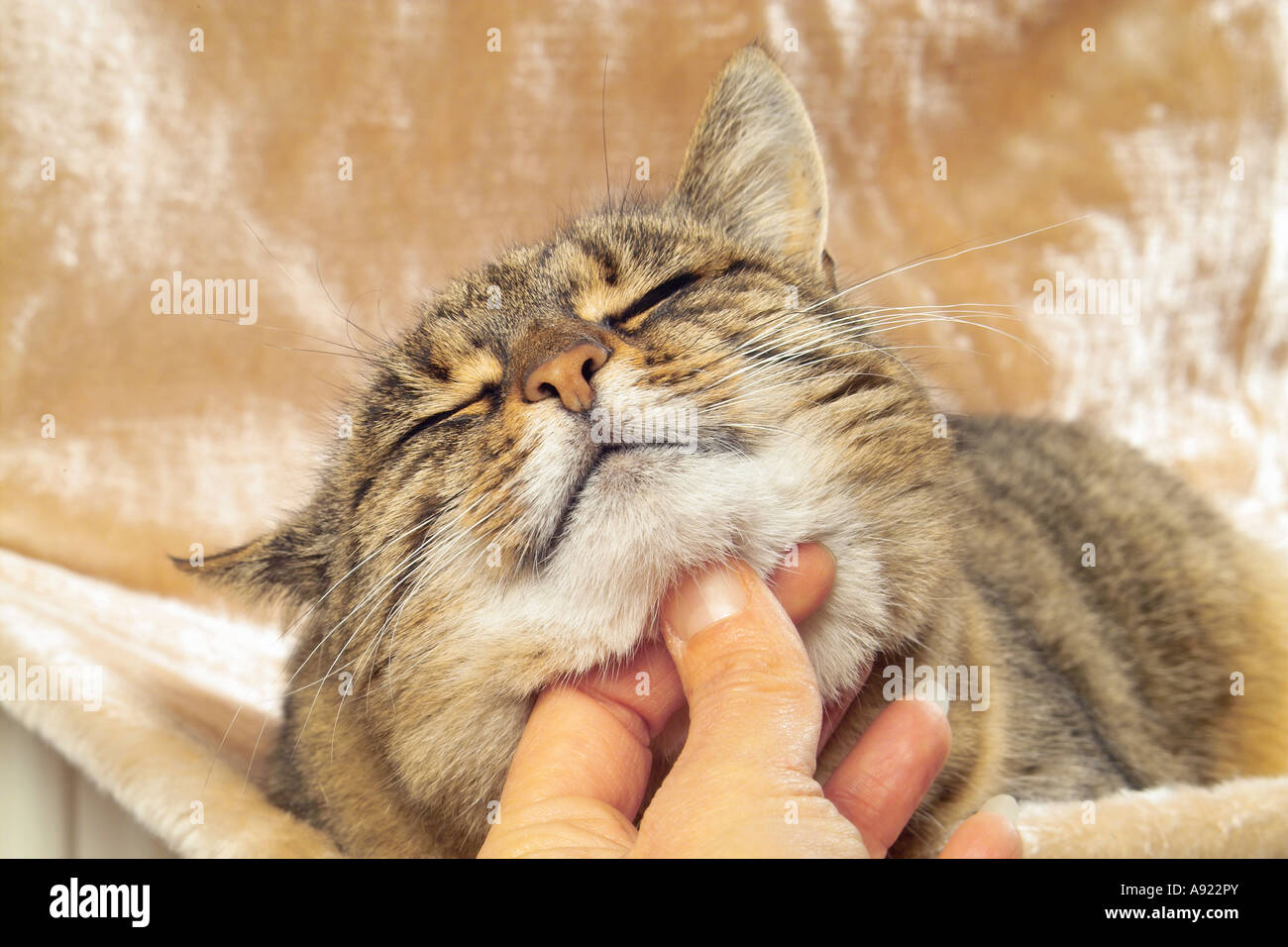 A tabby domestic cat enjoys having its chin scratched Stock Photo - Alamy