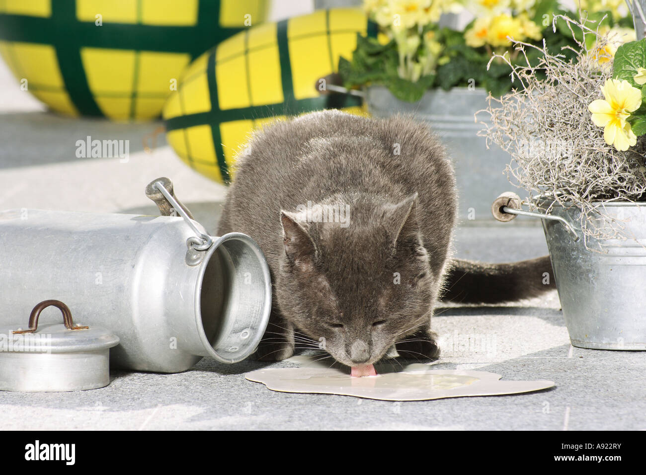 cat - drinking Stock Photo - Alamy