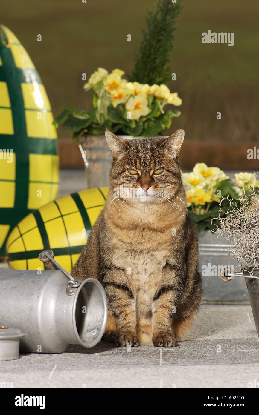 cat - sitting Stock Photo - Alamy