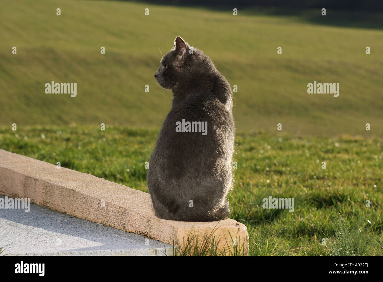 cat - sitting Stock Photo - Alamy