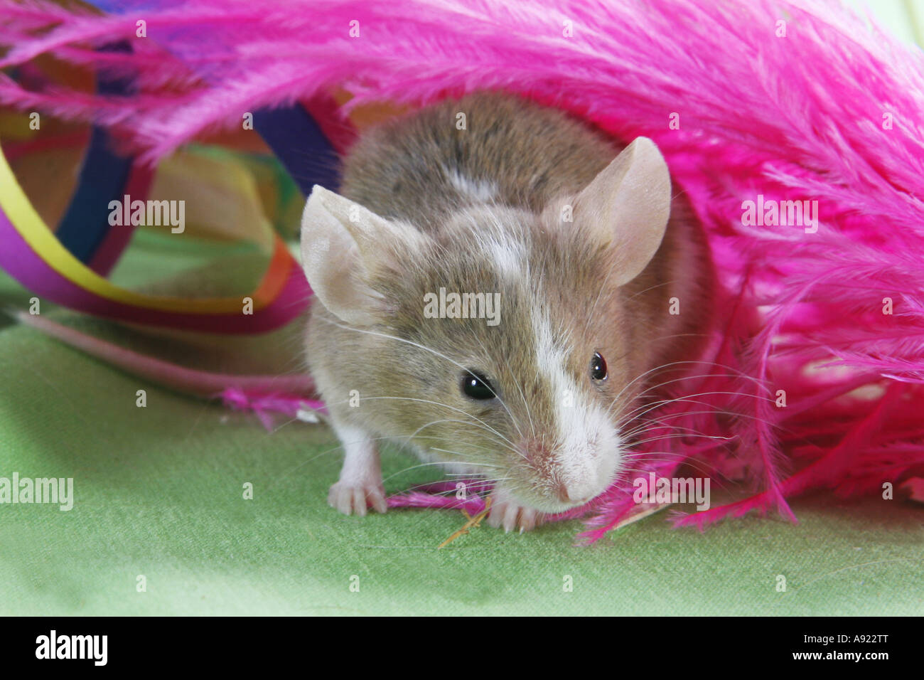 fancy mouse - with feather Stock Photo - Alamy